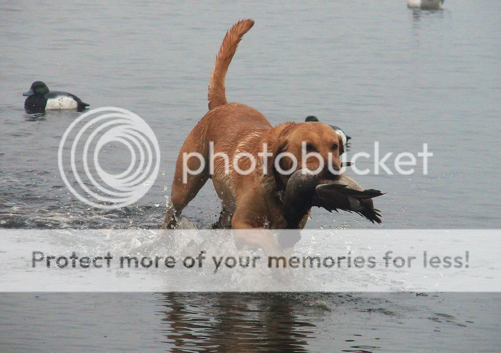 Rockport Report - Bull Sprig Bling | 2 Cool Fishing Forum