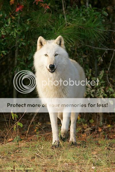 Lupul (Page 1) — Alte animale — Forum 4animale