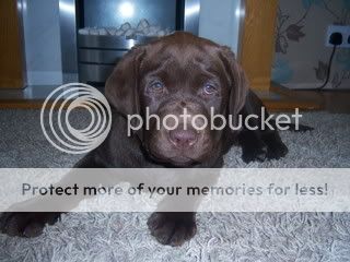 Cowlicks, bolo spots and other oddities! | Labradors Forums