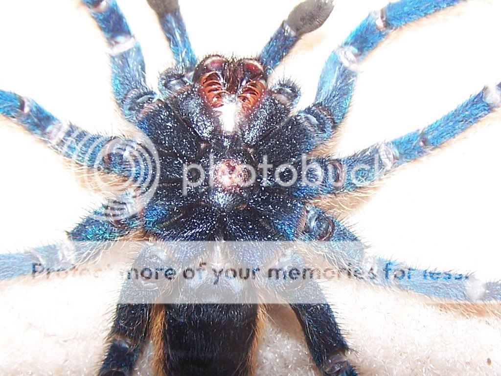 GBB Molting or Death Curl? | Arachnoboards